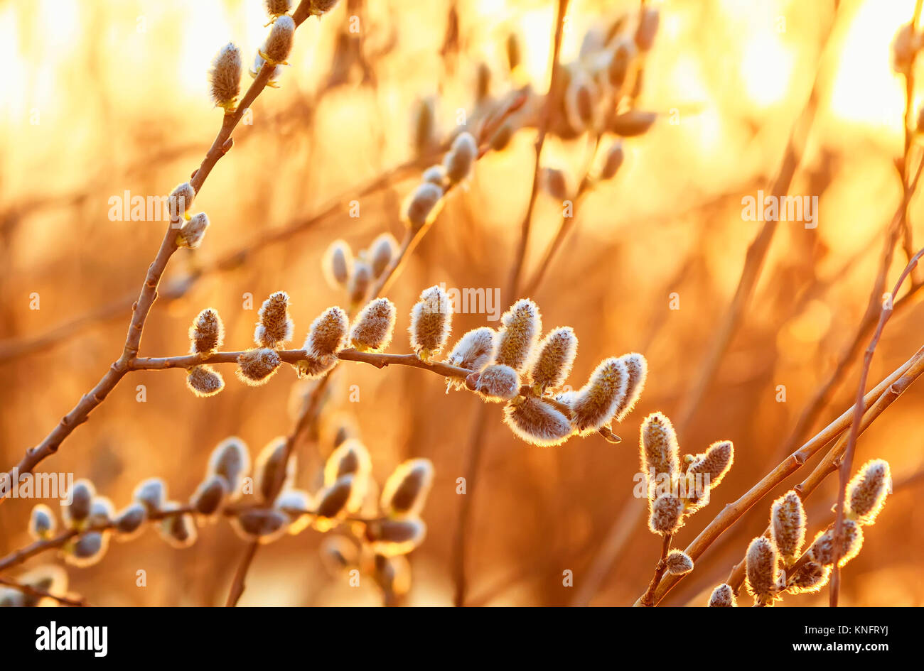 spring background with a young beautiful fluffy willow branches in ...