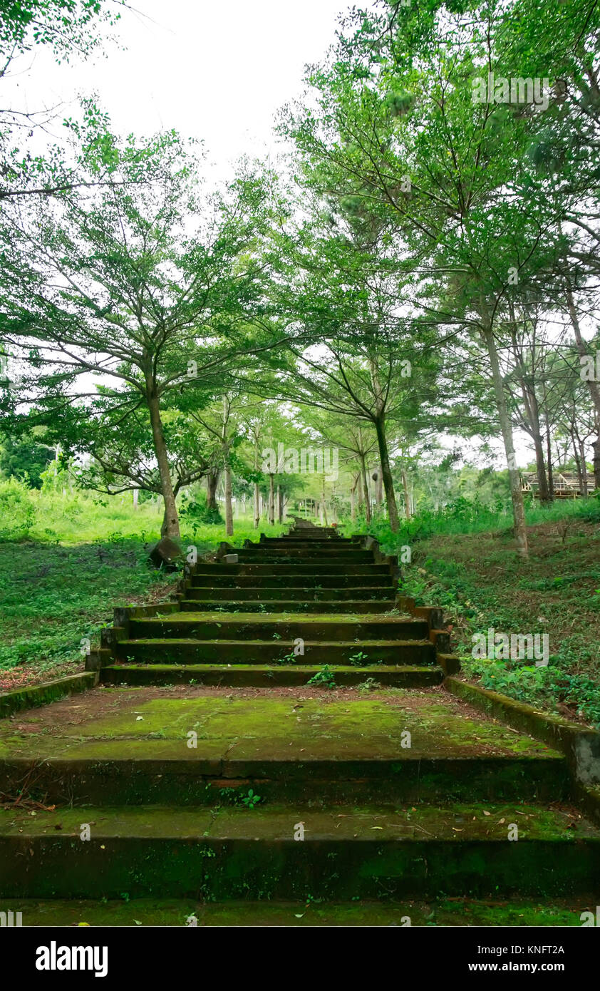 a lot of stone steps covered with green moss are up in the mountain ...
