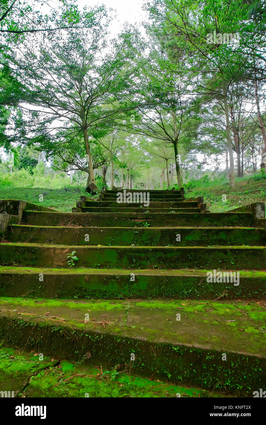 many old stone steps covered with green moss are up in the mountain ...