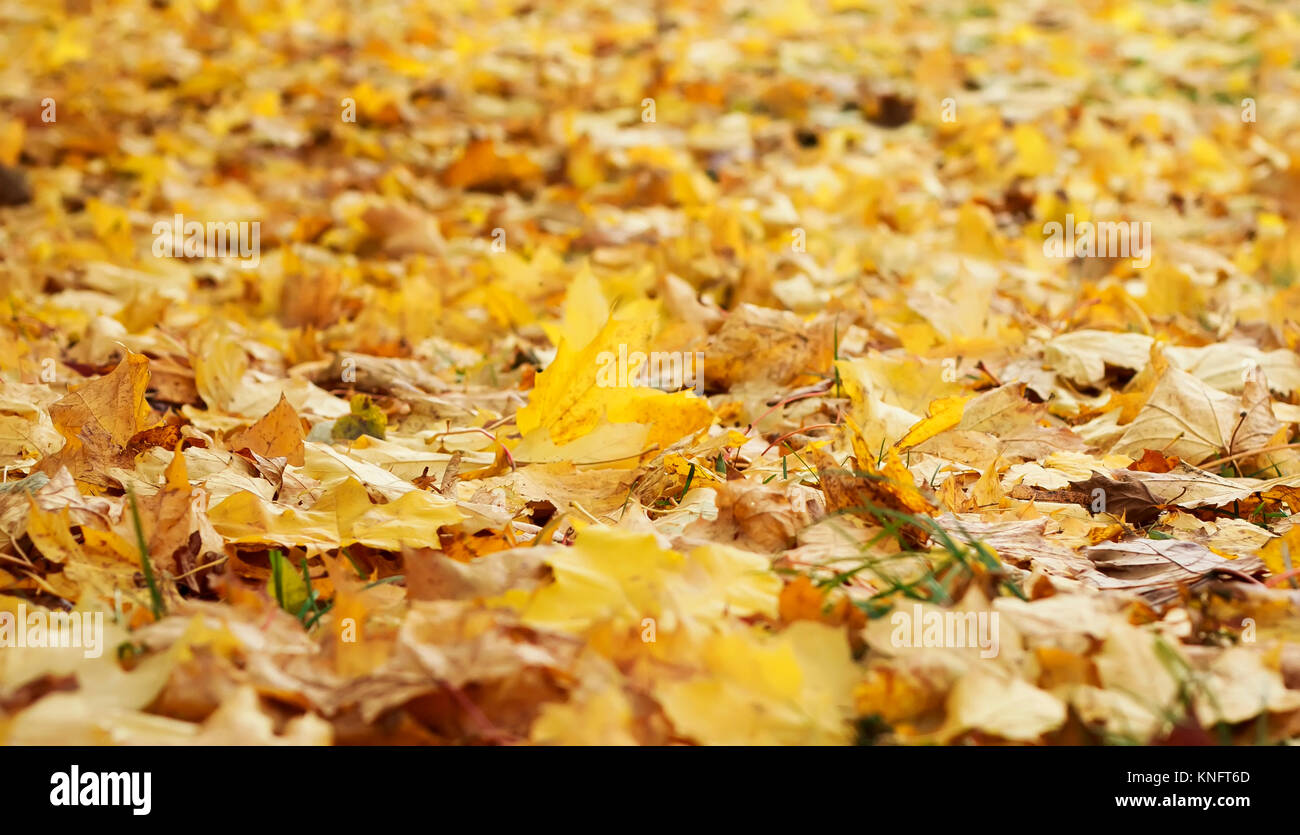 background from the heap of old withered maple leaves fell in the fall ...