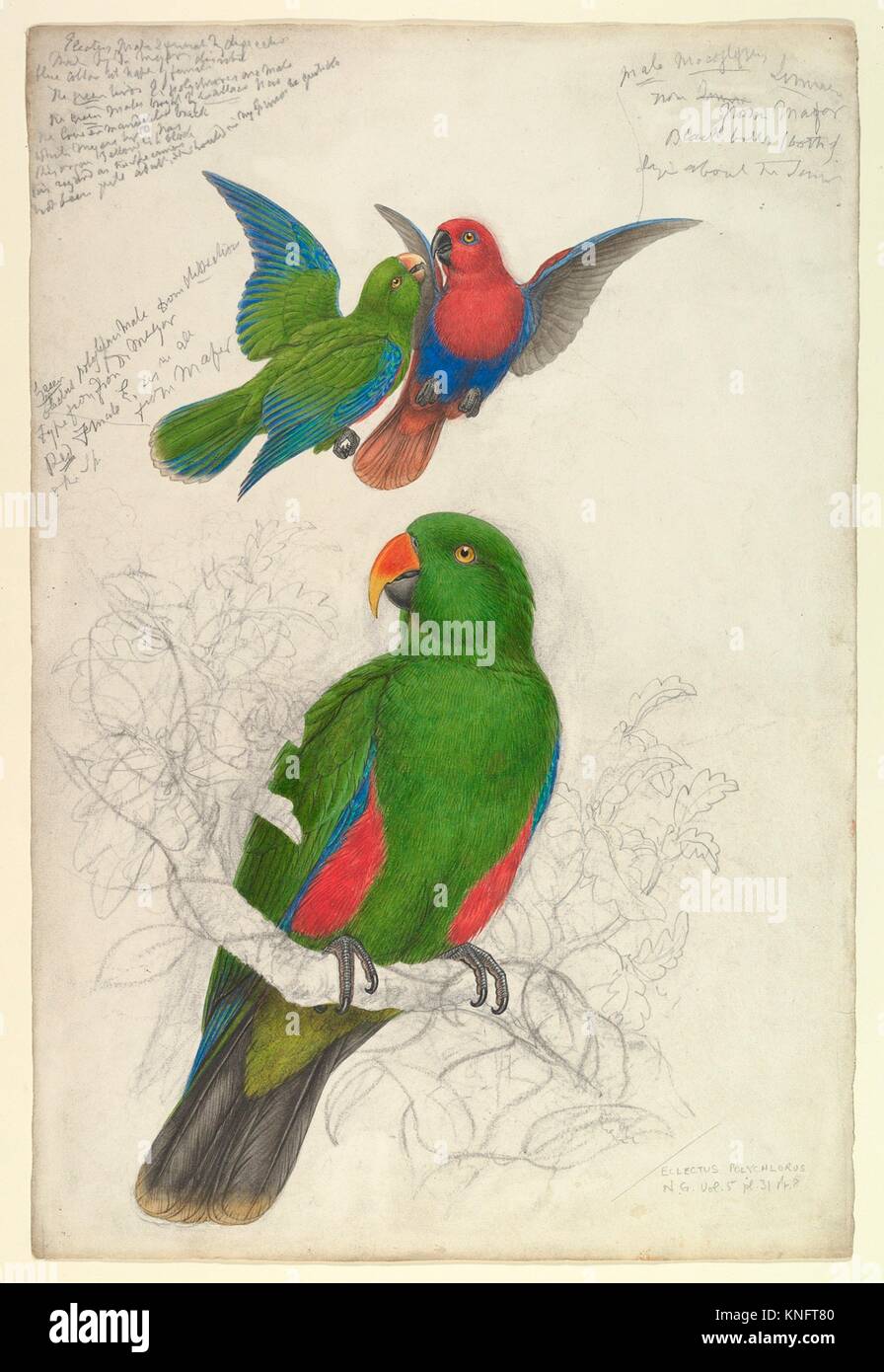 Edward lear drawing hi-res stock photography and images - Alamy