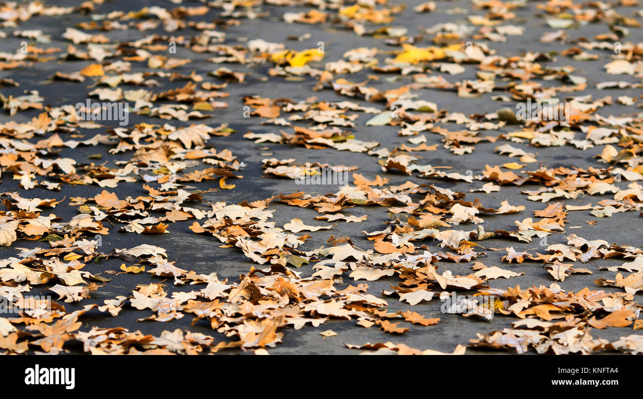 natural backdrop of piles of old withered maple leaves fell in the fall ...
