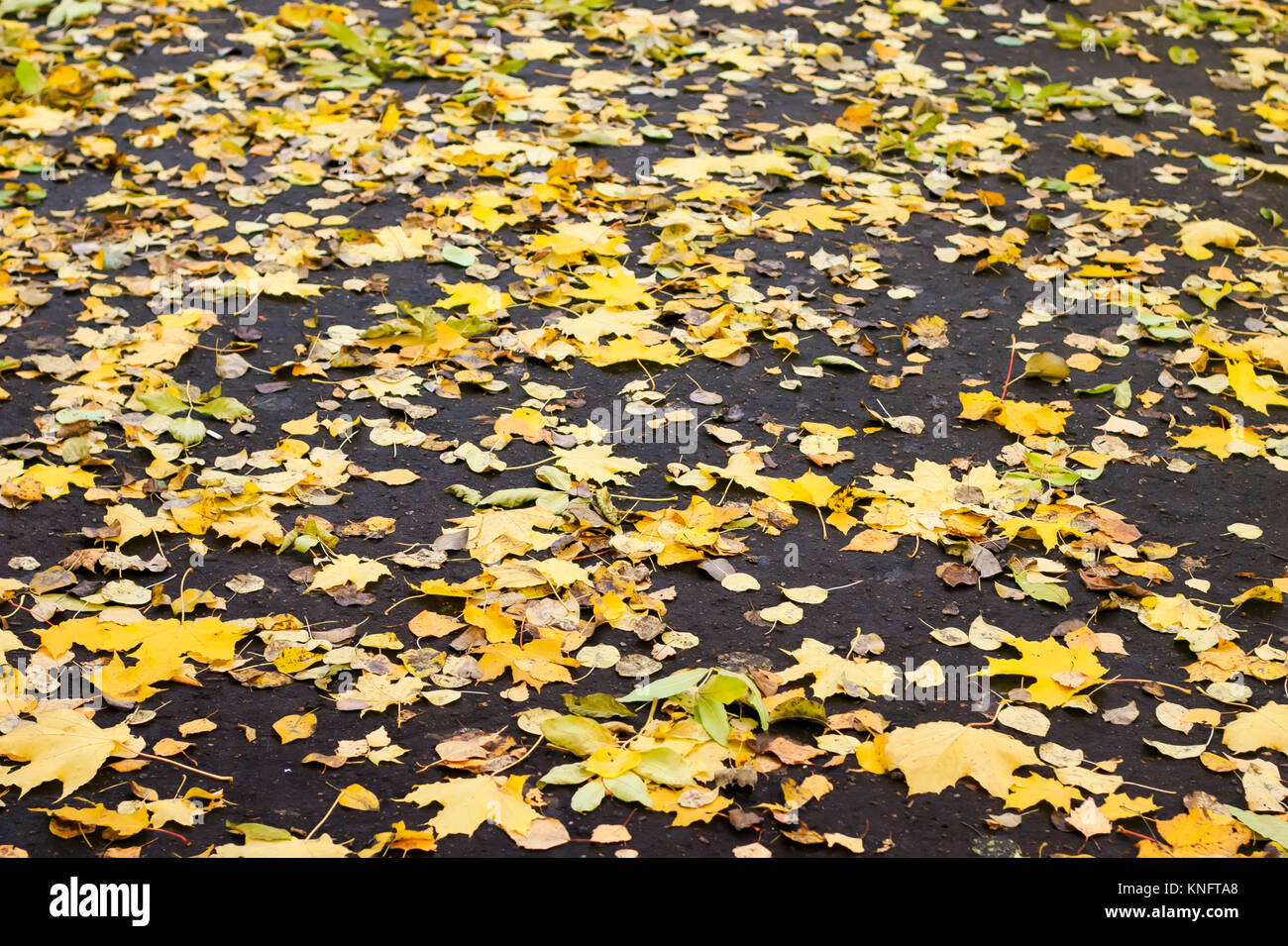 natural backdrop of piles of old withered maple leaves fell in the fall ...