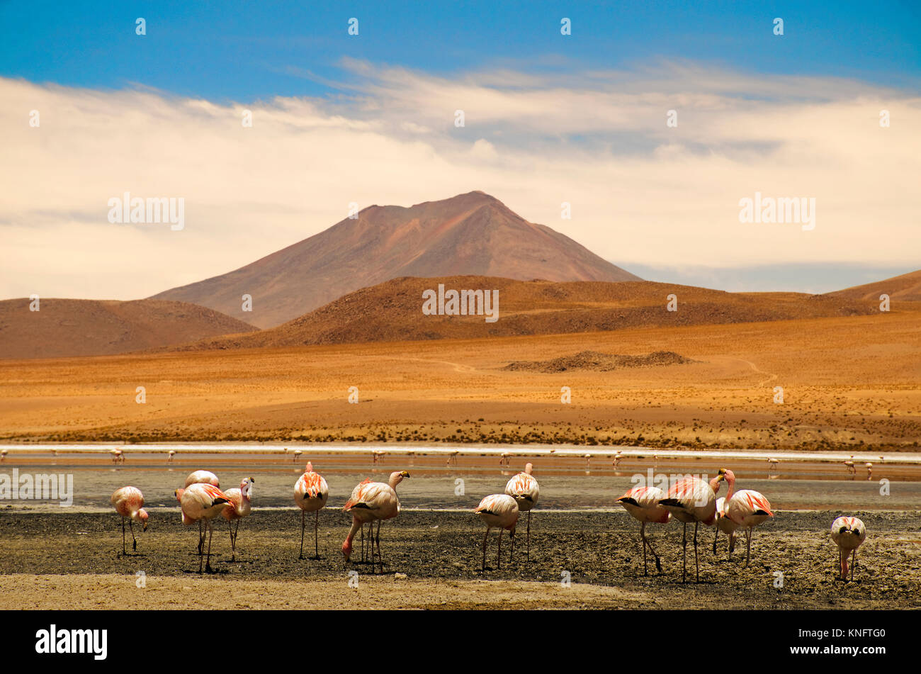 Eduardo avaroa andean fauna national reserve hi-res stock photography ...