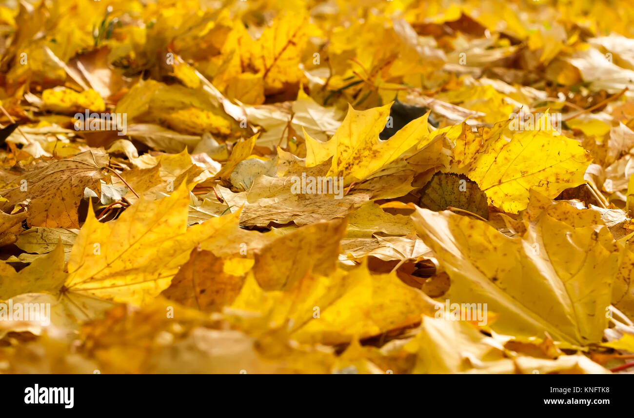 background of old yellow maple leaves fell to the ground in late fall ...