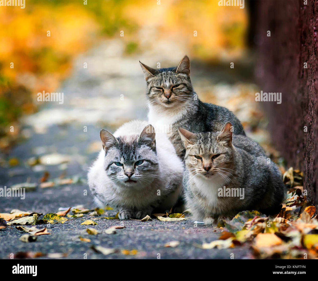 three funny stray cat lying in the street in the sun in the fall and ...