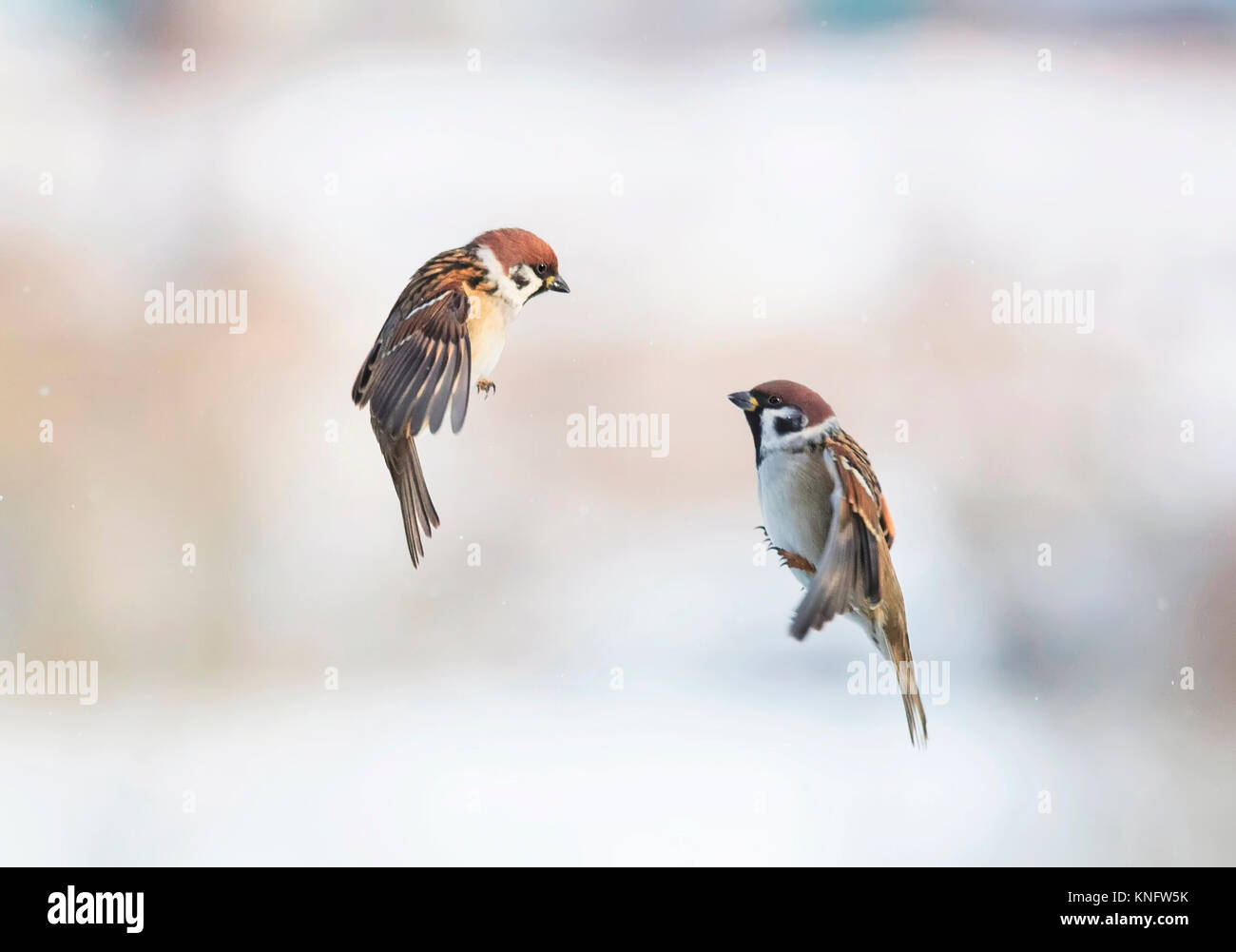 Sparrow flying hi-res stock photography and images - Alamy