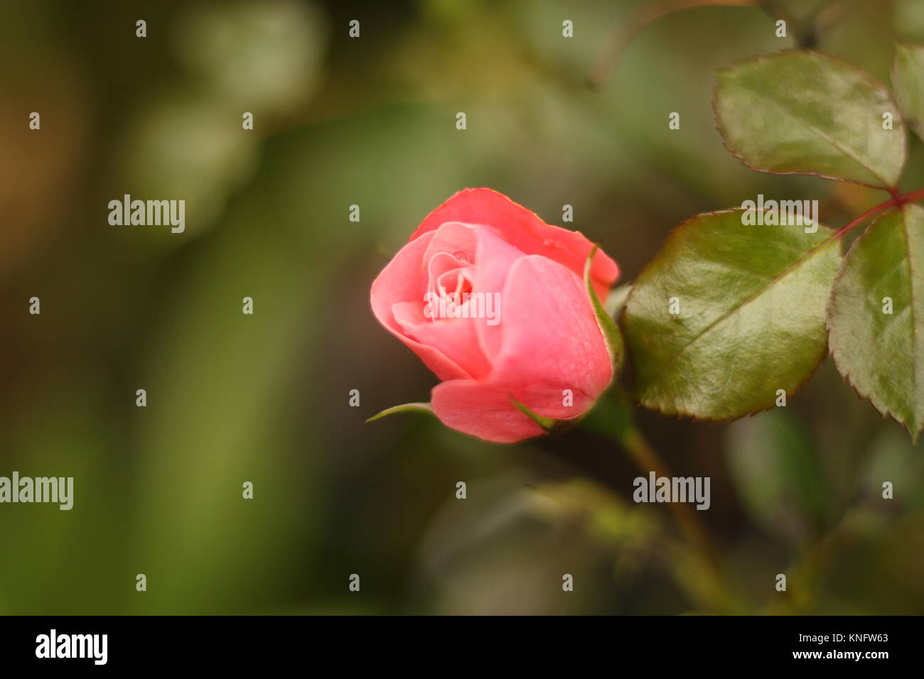 Roses nature hi-res stock photography and images - Alamy