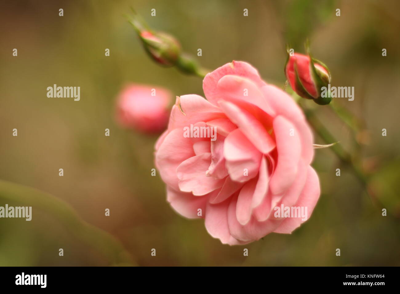 Student roses hi-res stock photography and images - Alamy
