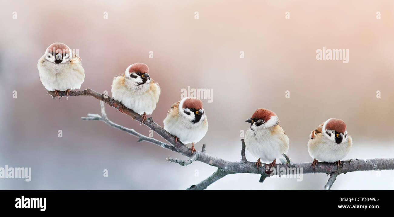 five funny little birds sparrows sitting on a branch in winter garden ...