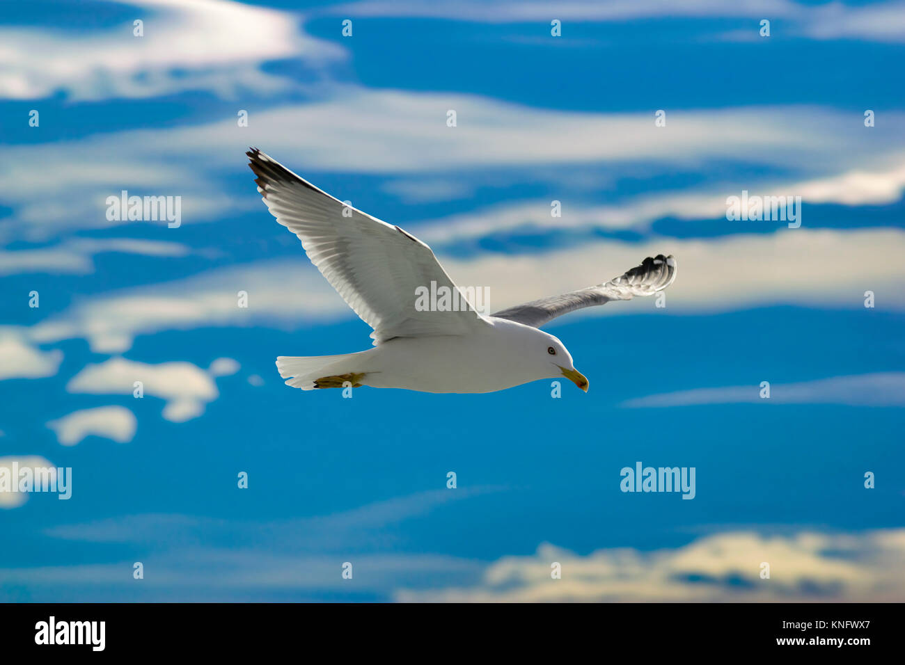 Flying seagull closeup shoot Stock Photo - Alamy