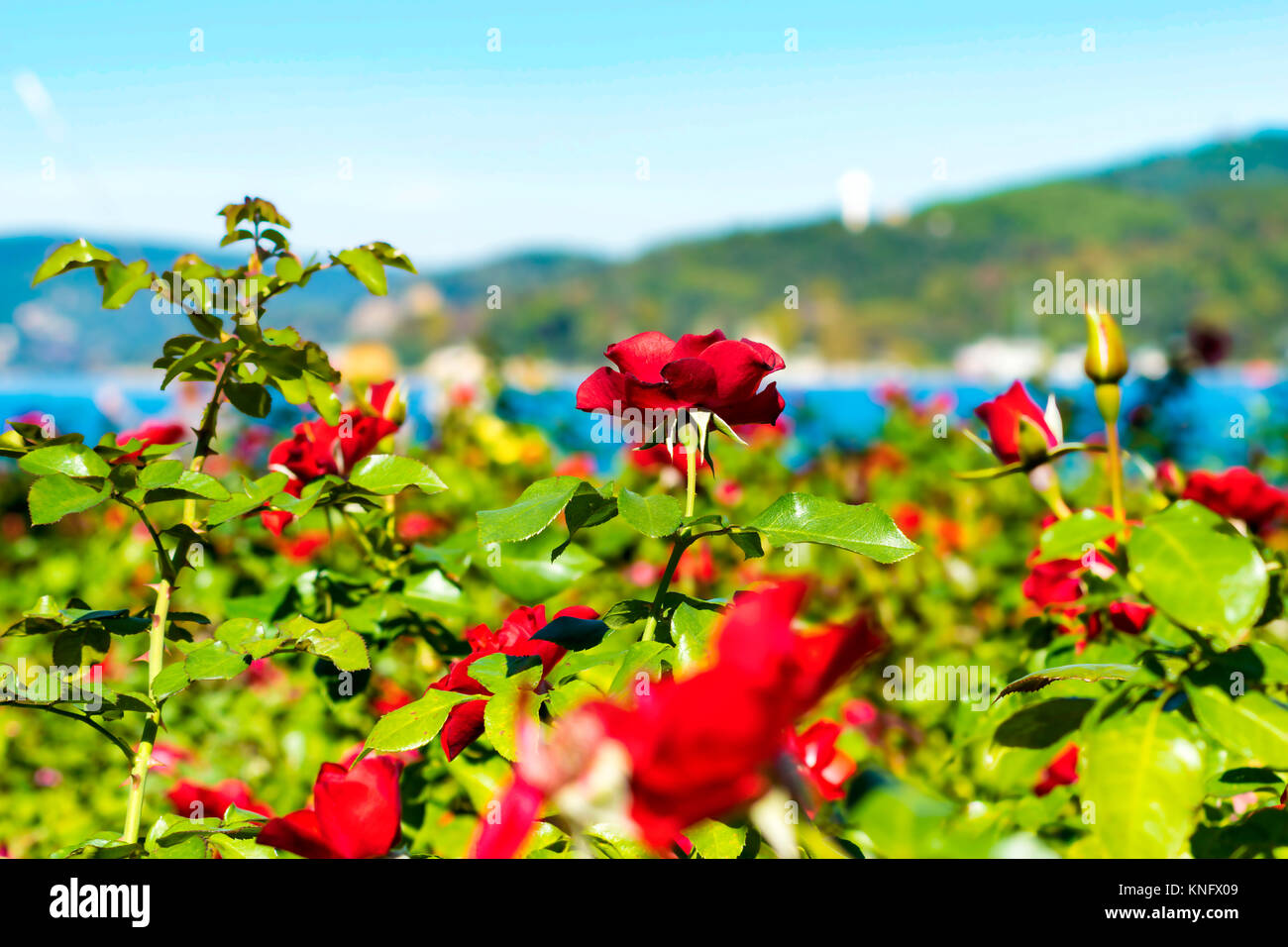 Red Roses macro shoot Stock Photo - Alamy