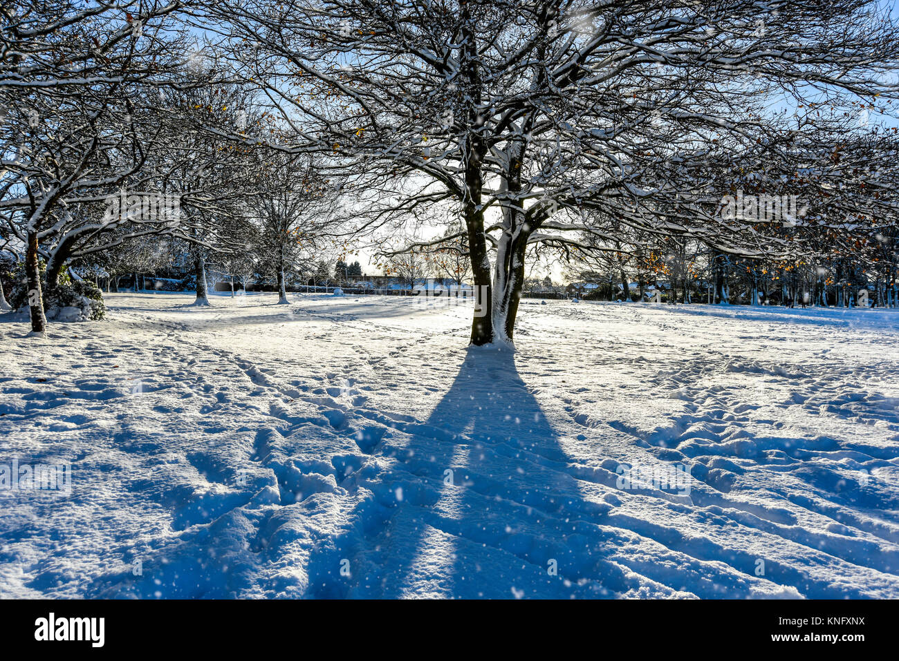 A winter scene of snowfall in a park Stock Photo - Alamy
