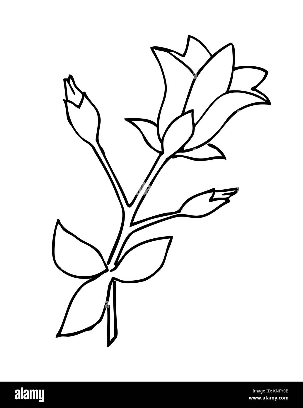 White harebell hi-res stock photography and images - Alamy