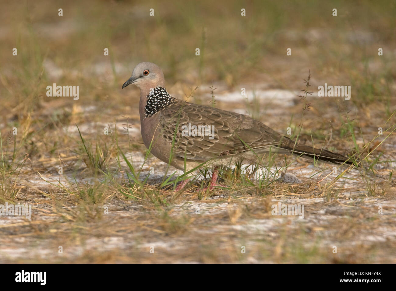 Spotted pigeons hi-res stock photography and images - Alamy