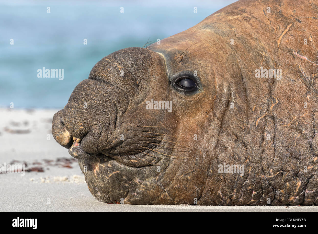 Elephant with scar hi-res stock photography and images - Alamy