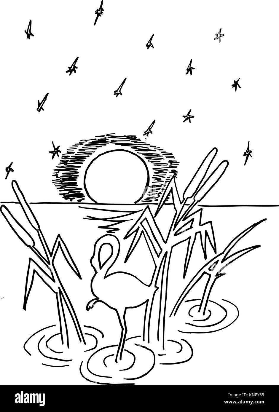 Reeds in the swamp Black and White Stock Photos & Images - Alamy