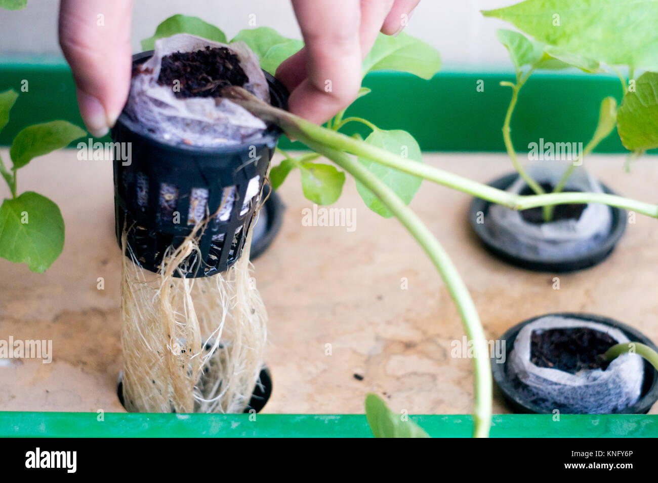 Person holding up the roots of hydroponic plant in net pot Stock Photo ...