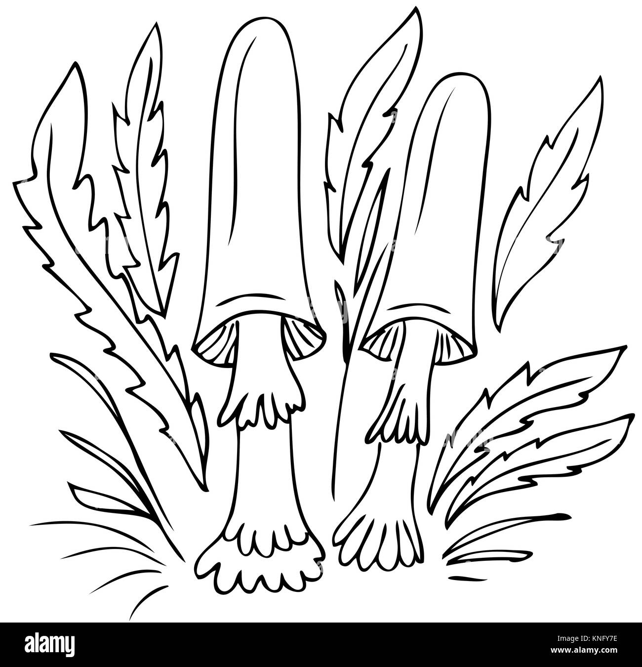 Toadstools Black and White Stock Photos & Images - Alamy