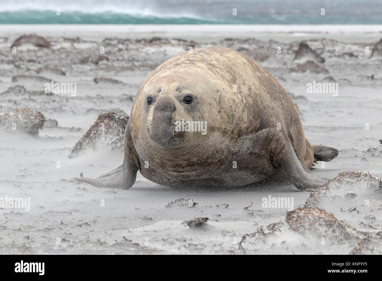 Southern Elephant Seal Stock Photo - Alamy