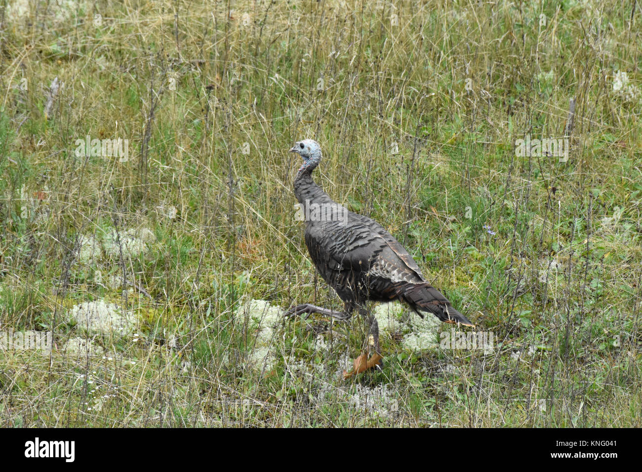 Wild turkey in northern Wisconsin Stock Photo - Alamy