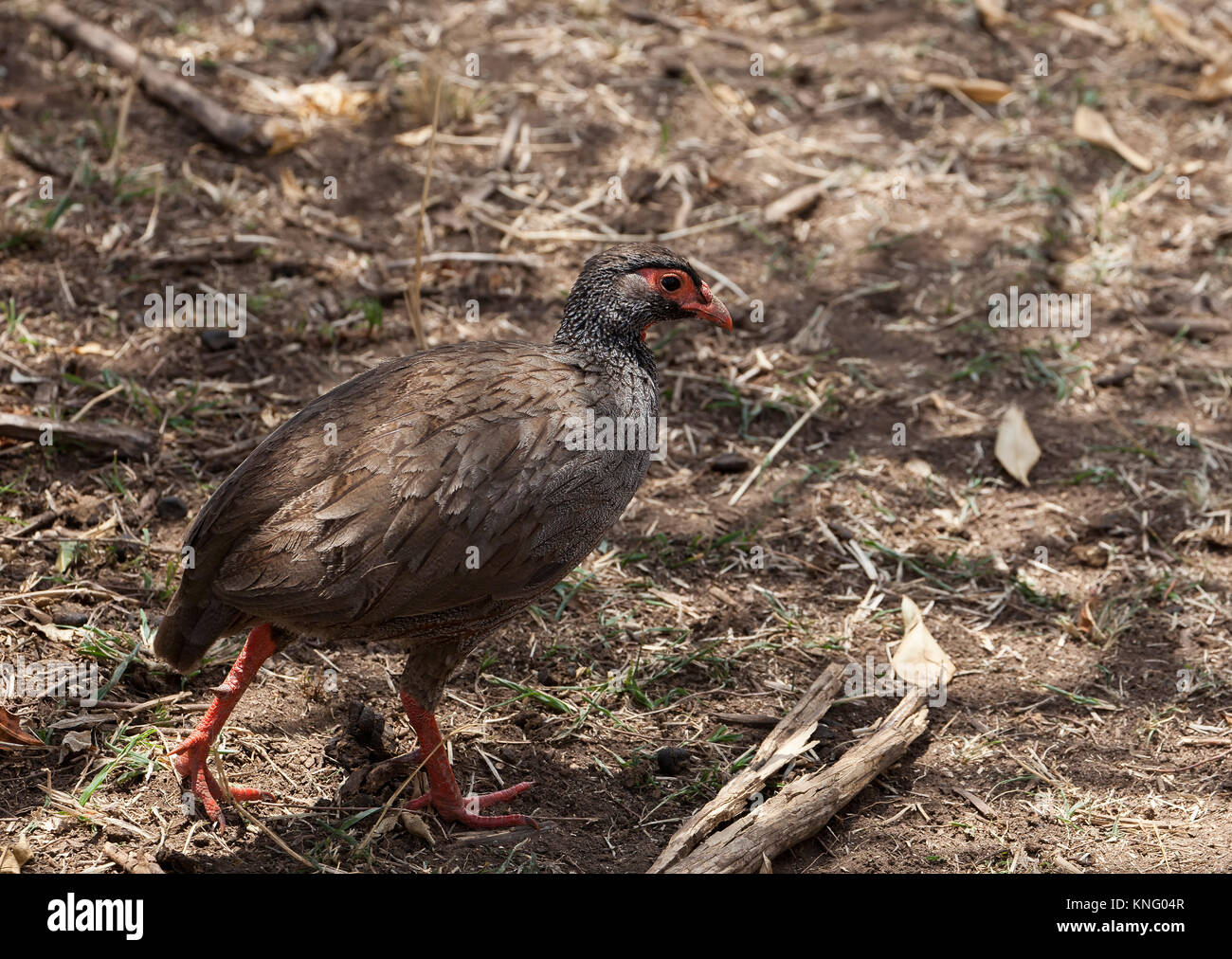 Spurfowl game bird hi-res stock photography and images - Alamy