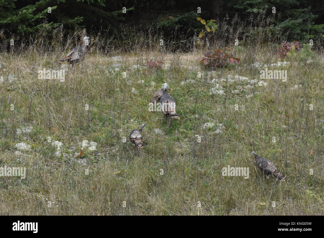 Wild turkey in northern Wisconsin Stock Photo - Alamy