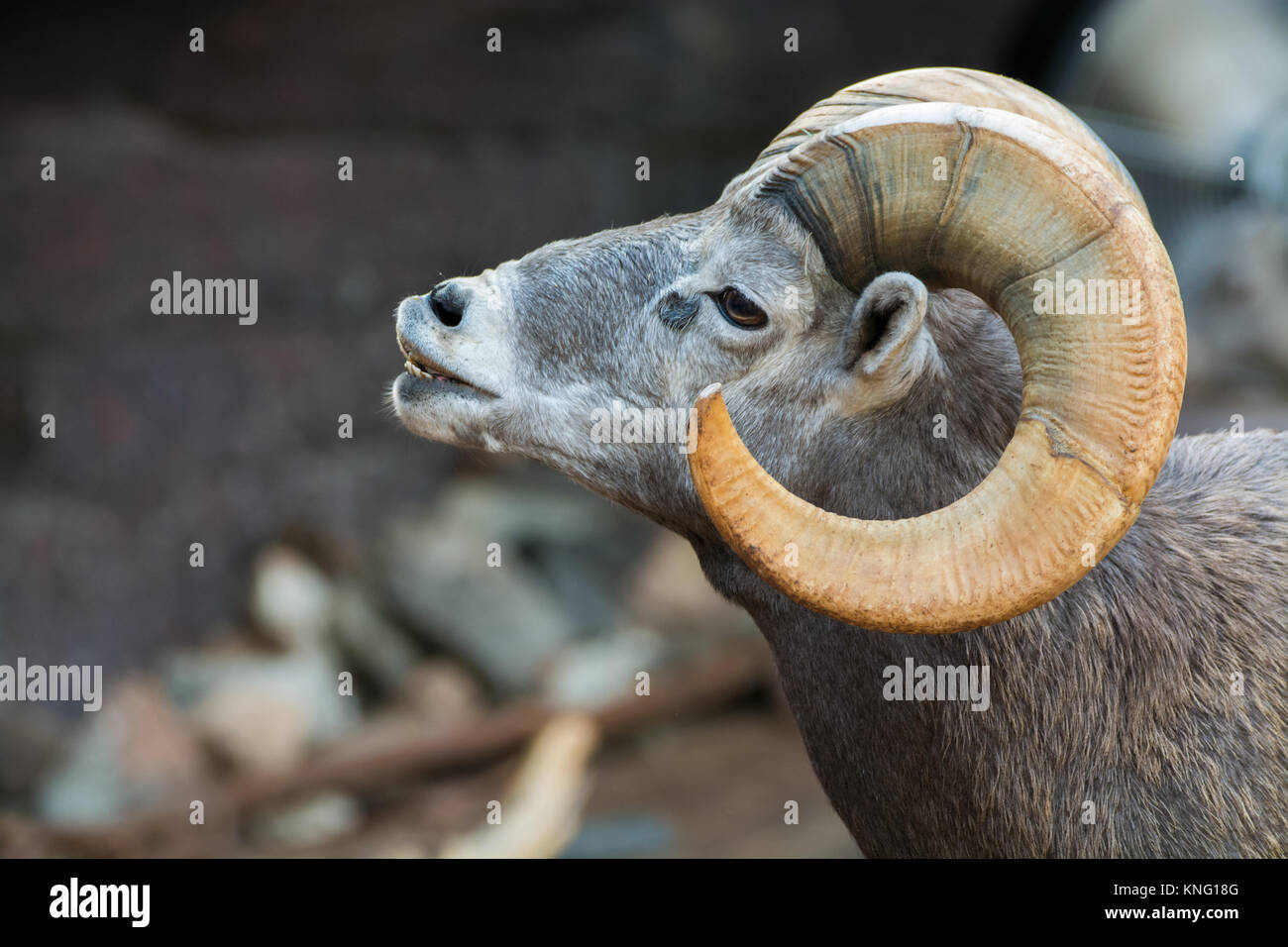Mountain animals - bighorn sheep, close up Stock Photo - Alamy