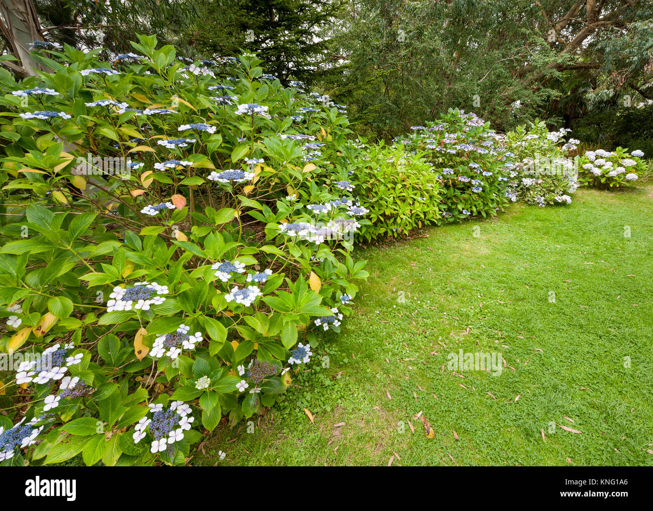 Flowers in a botanical garden in Normandy France in summer Stock Photo ...