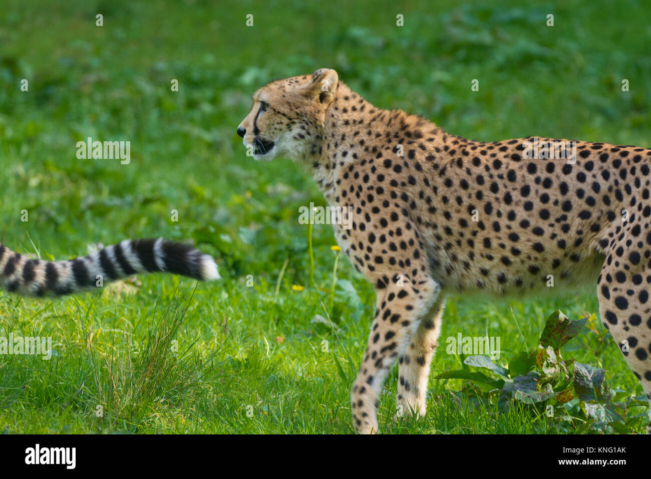 Red list animal - cheetah or cheeta, fastest land animal, large felid ...