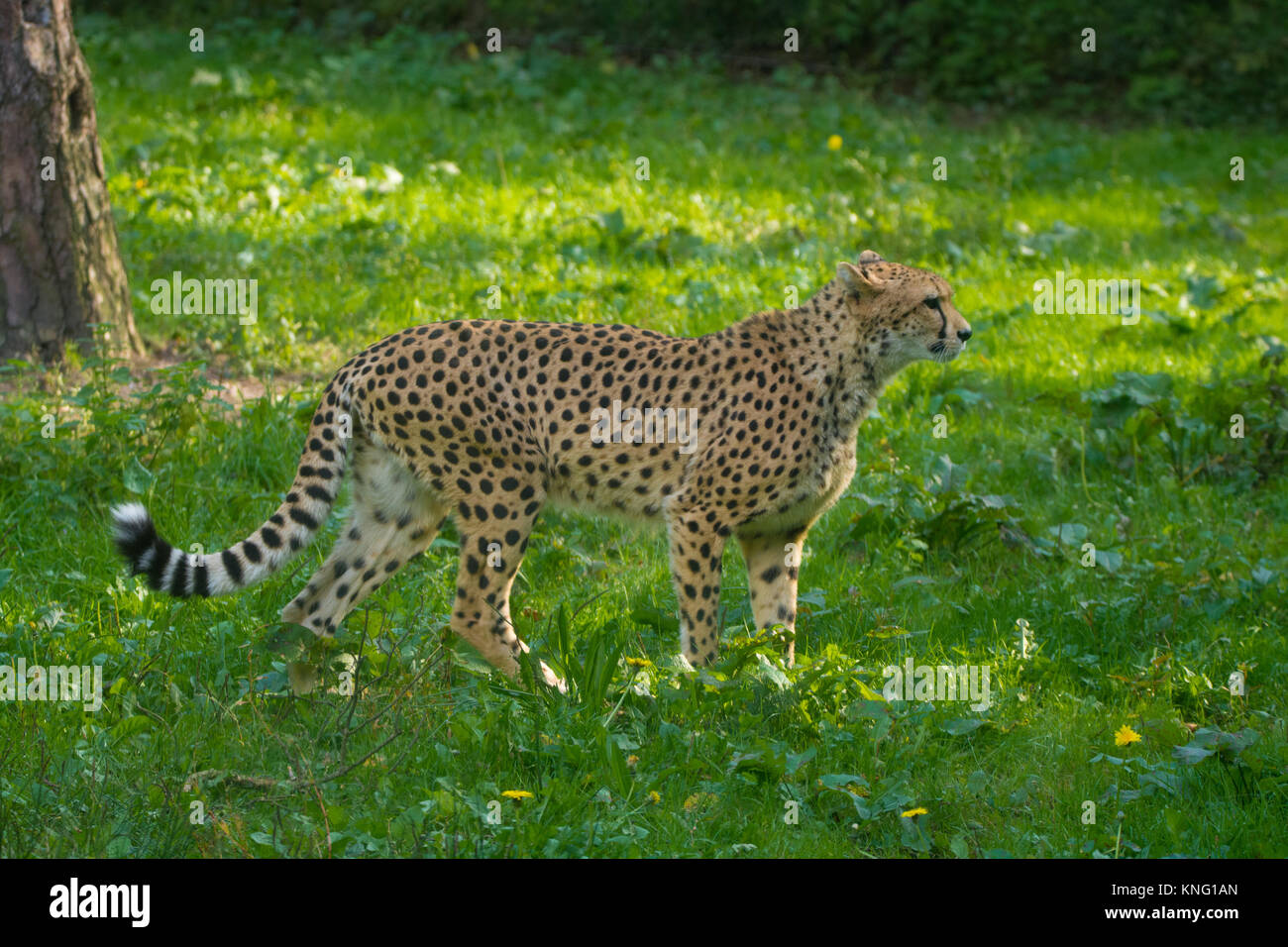 Red list animal - cheetah or cheeta, fastest land animal, large felid ...