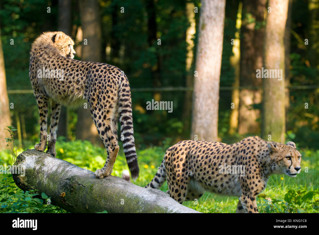 Red list animal - cheetah or cheeta, fastest land animal, large felid ...
