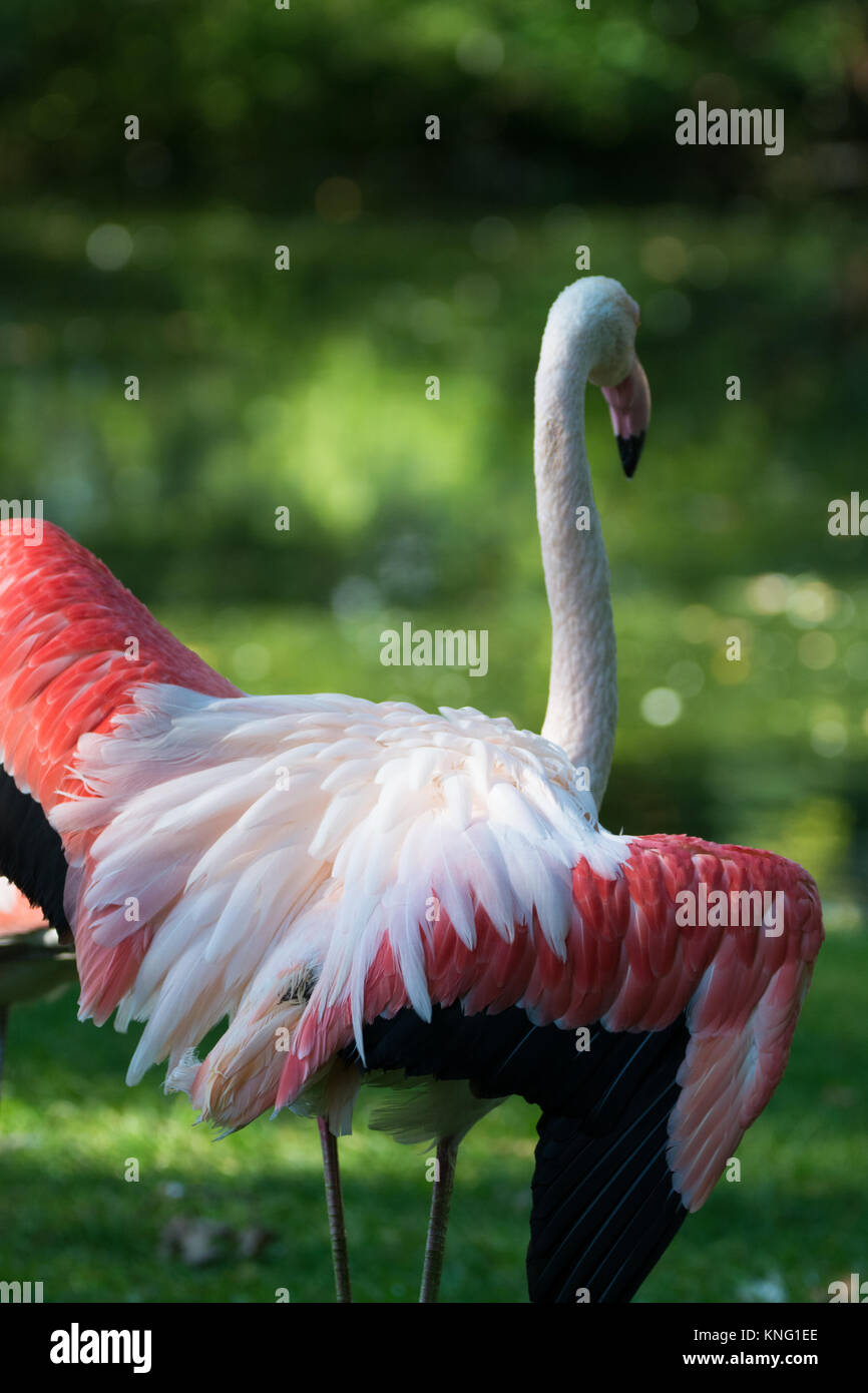 Pink flamingo birds on green grass close up Stock Photo - Alamy