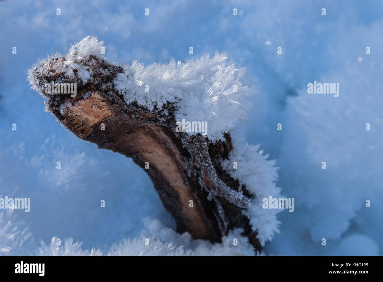 close up of the ice crystals formed on a tree log in winter Stock Photo ...