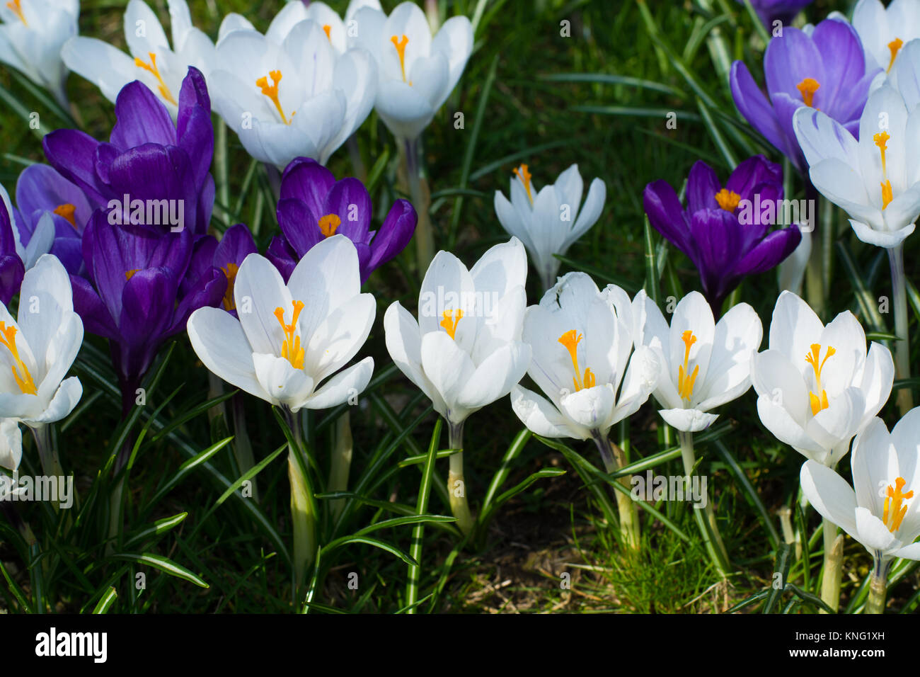 Group of first spring flowers - purple crocuses blossom in the park ...