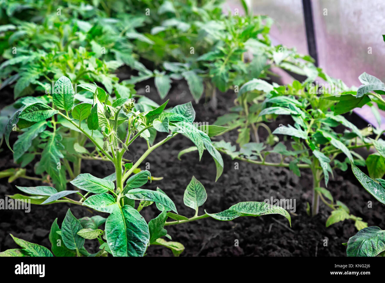 In the greenhouse, grow, and bloom tomatoes. Presents closeup Stock ...