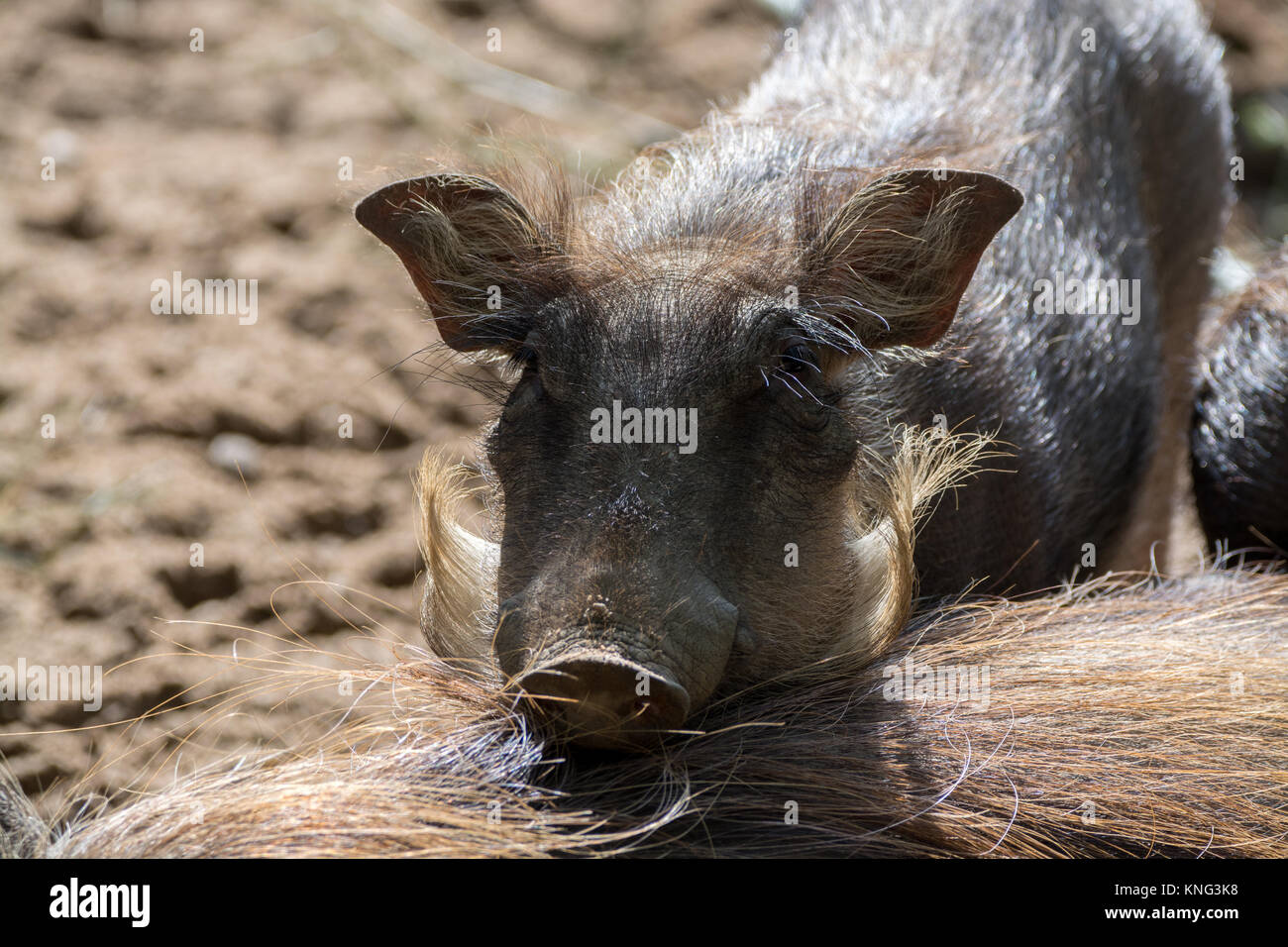 Big warthog wild pig, lives in Africa, wild animal close up Stock Photo ...