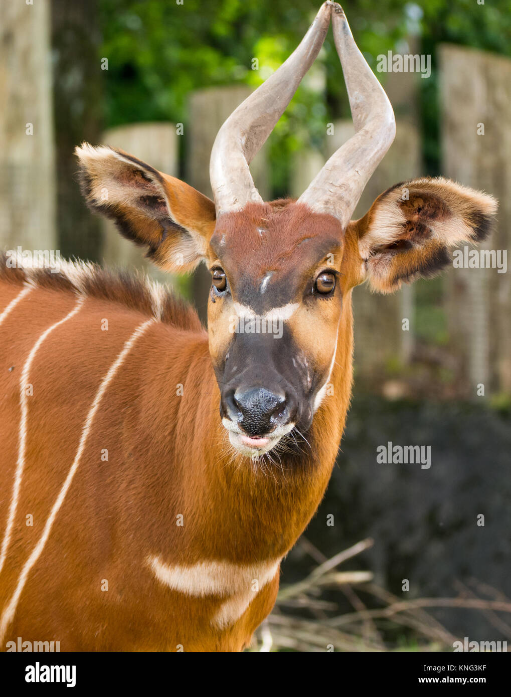 Beautiful animal - big eastern bongo antelope, extremely rare animal ...