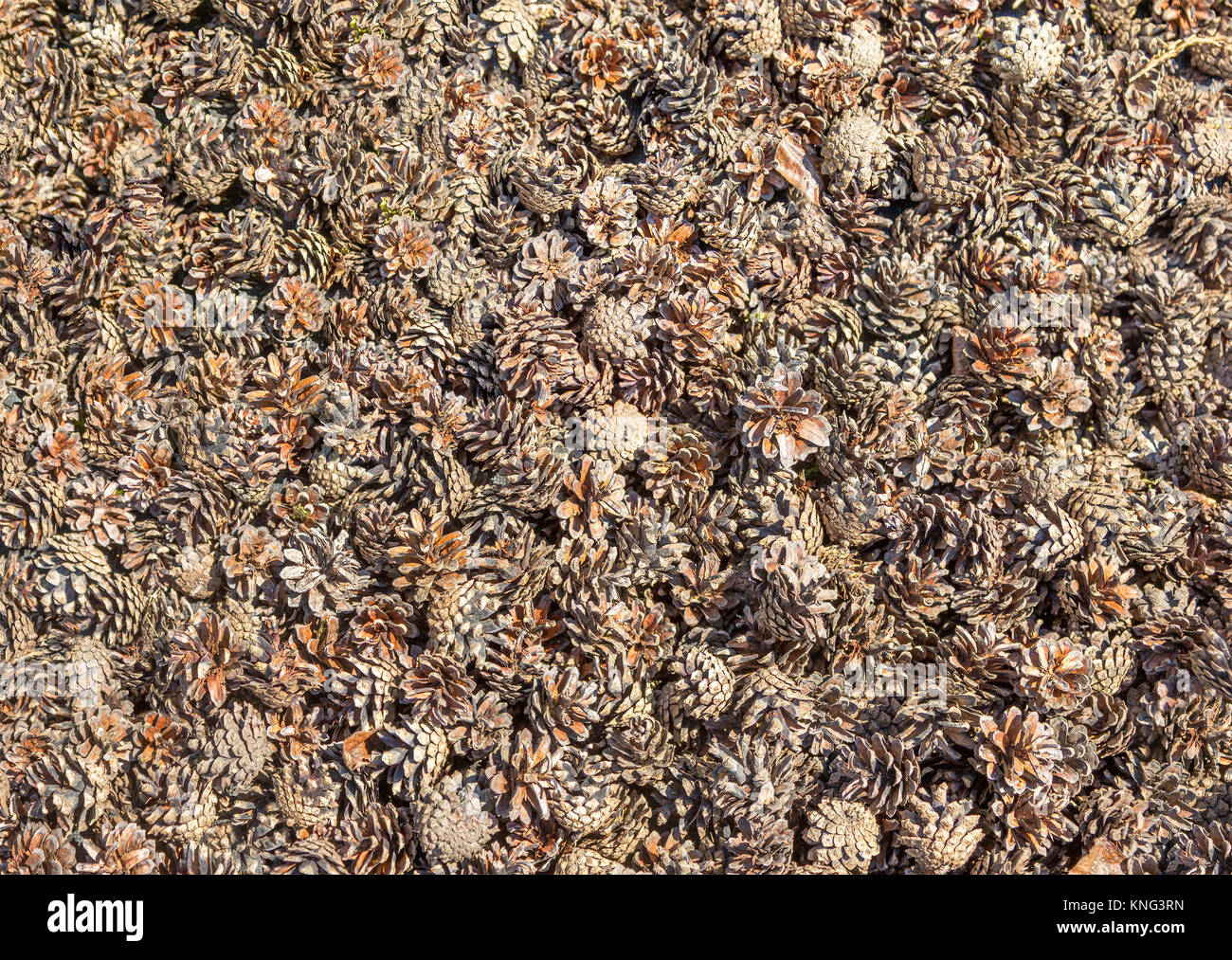 Pine cones background Stock Photo - Alamy