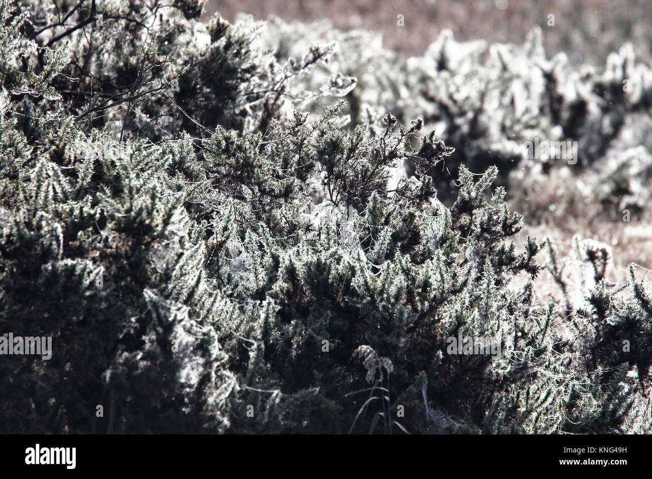 Heavy dew on cobwebs festooning a Gorse bush, Hayle, Cornwall, England ...