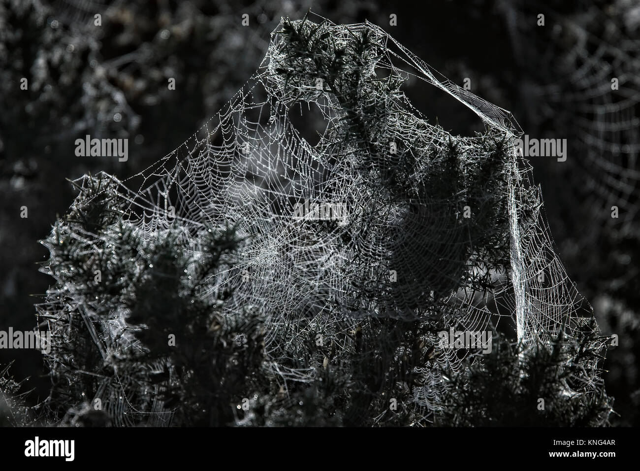 Heavy dew on cobwebs festooning a Gorse bush, Hayle, Cornwall, England ...