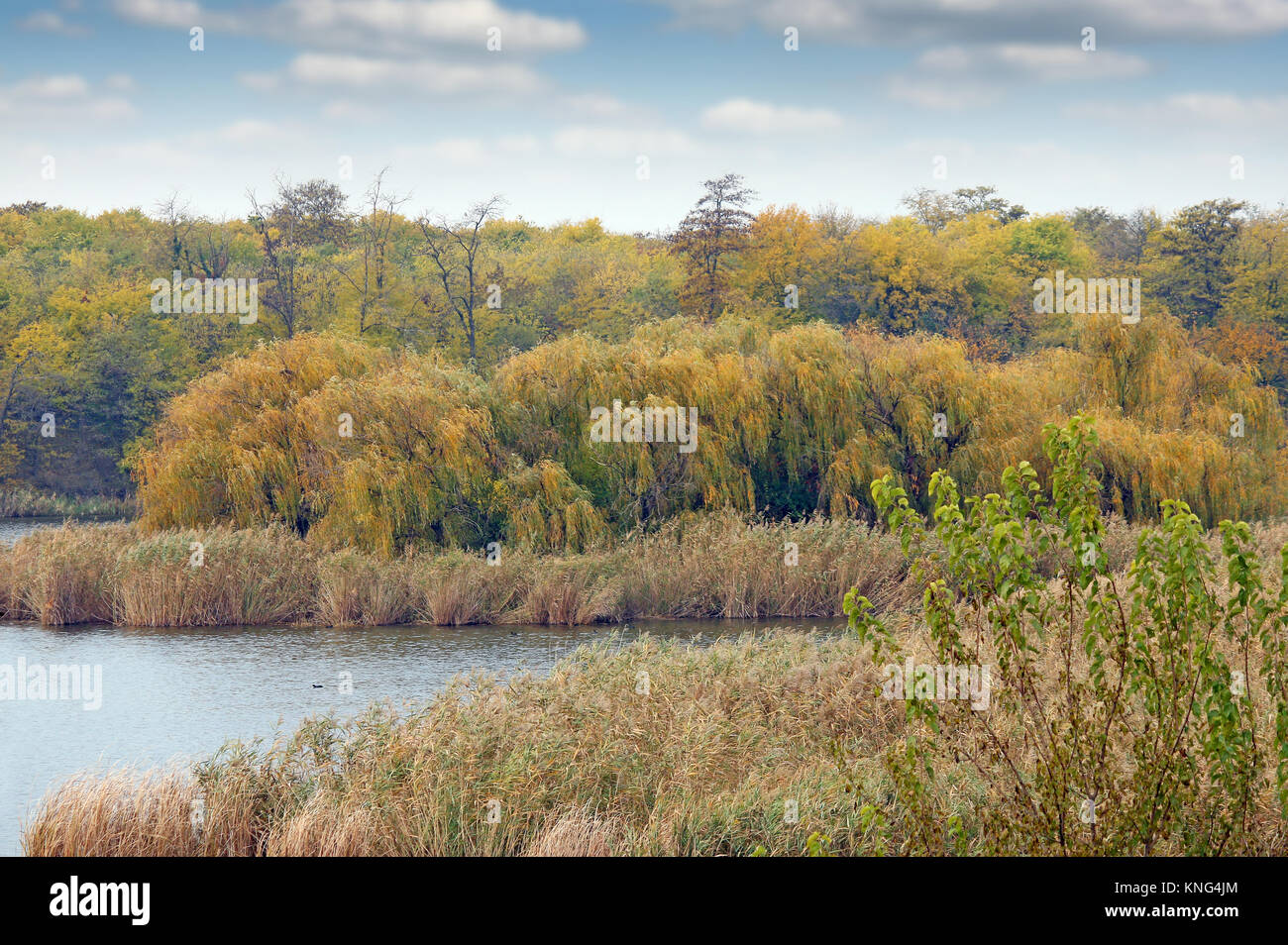 swamp nature landscape autumn season Stock Photo - Alamy