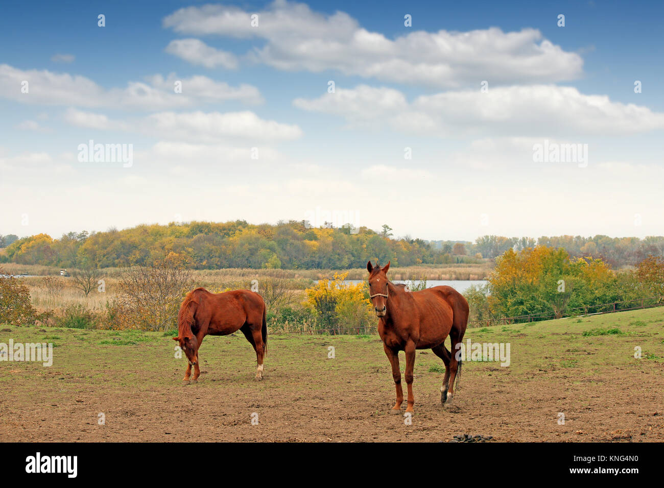 two horses on pasture autumn season Stock Photo - Alamy