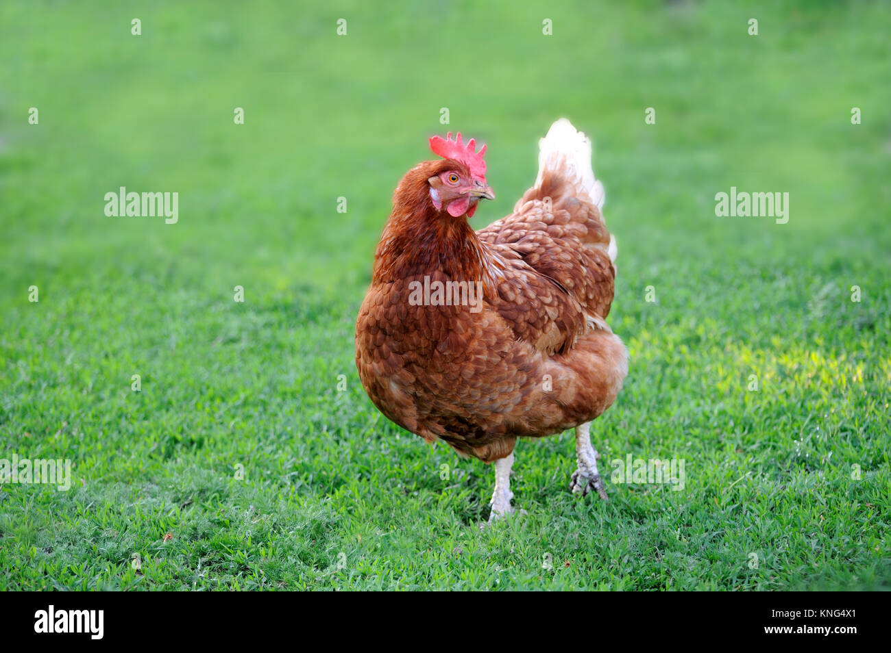 red hen and green grass - free range chicken - one Stock Photo - Alamy