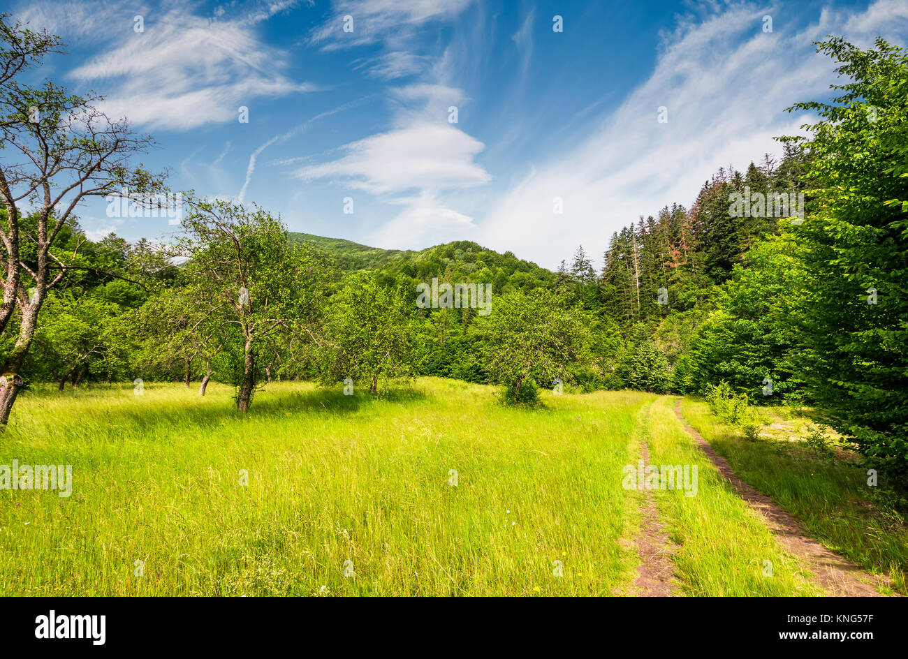 Path through orchard hi-res stock photography and images - Alamy