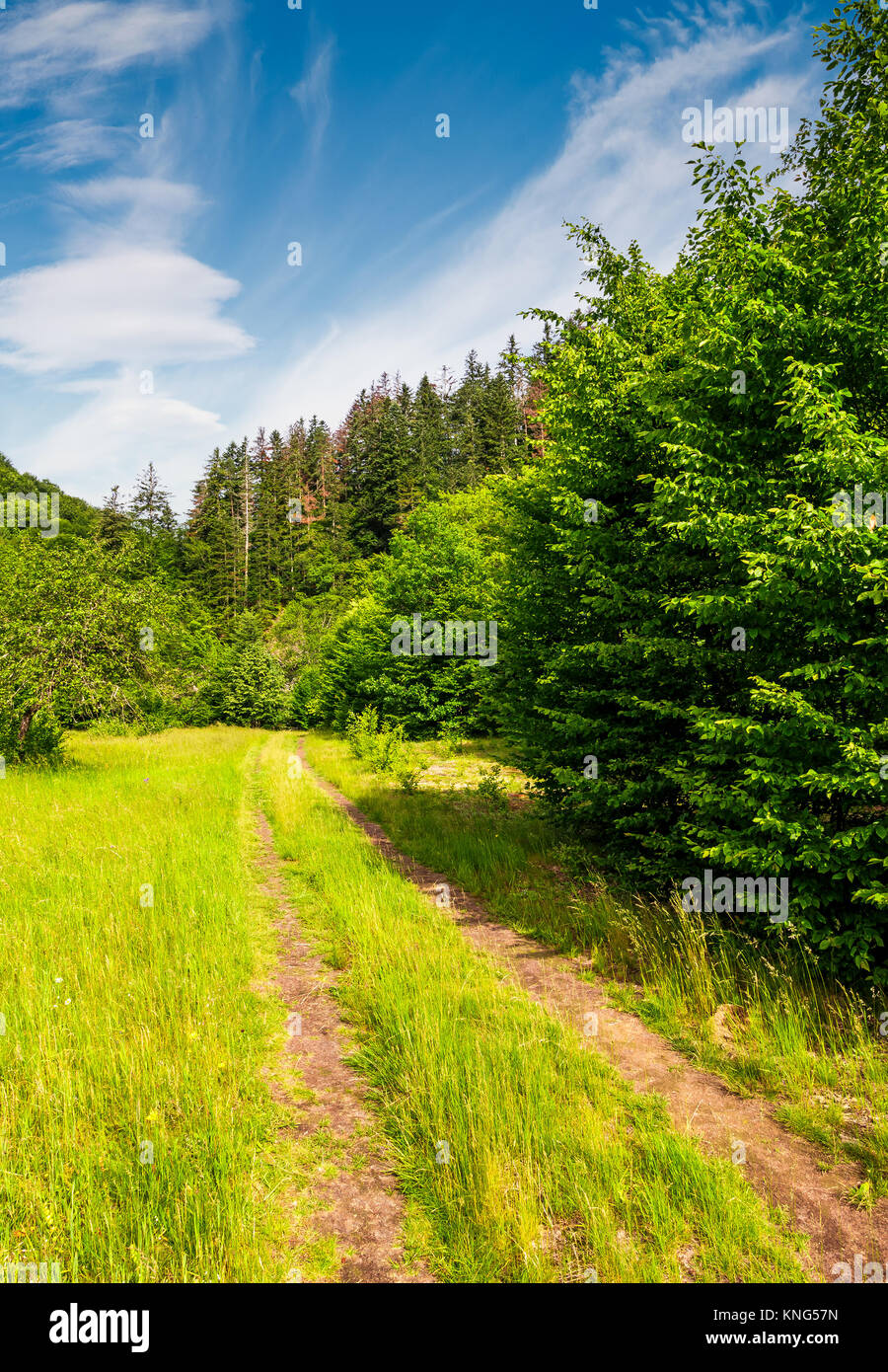 dirt road through abandoned apple orchard. lovely springtime scenery ...