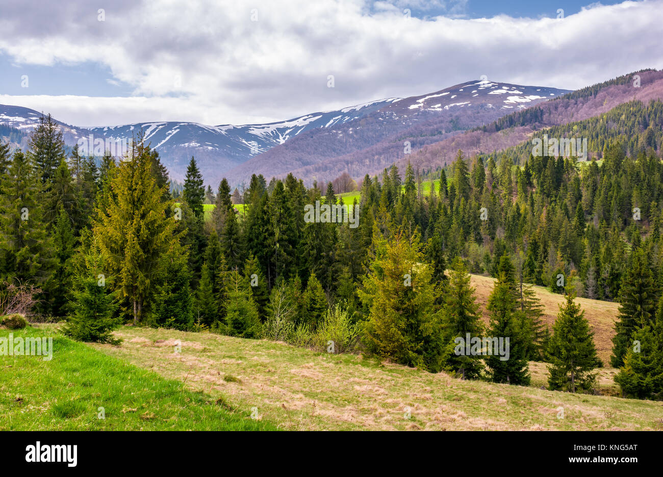 conifer forest on a rolling hills in springtime. beautiful mountainous ...