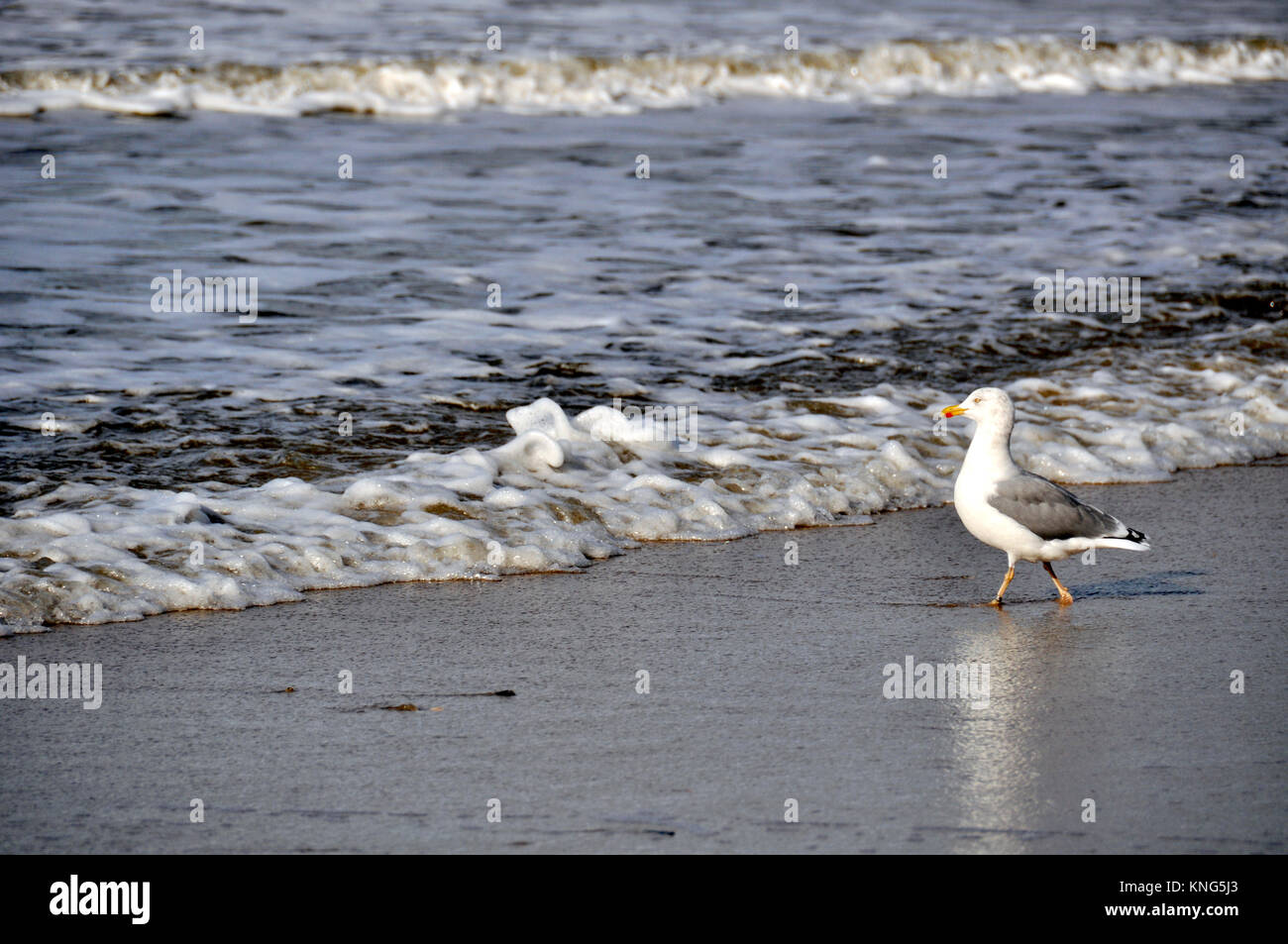 Sylt (Germany): Scene at the beach; Strand der Insel Sylt Stock Photo ...