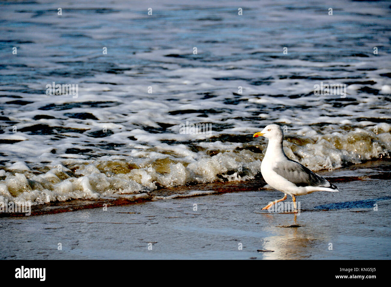 Sylt (Germany): Scene at the beach; Strand der Insel Sylt Stock Photo ...