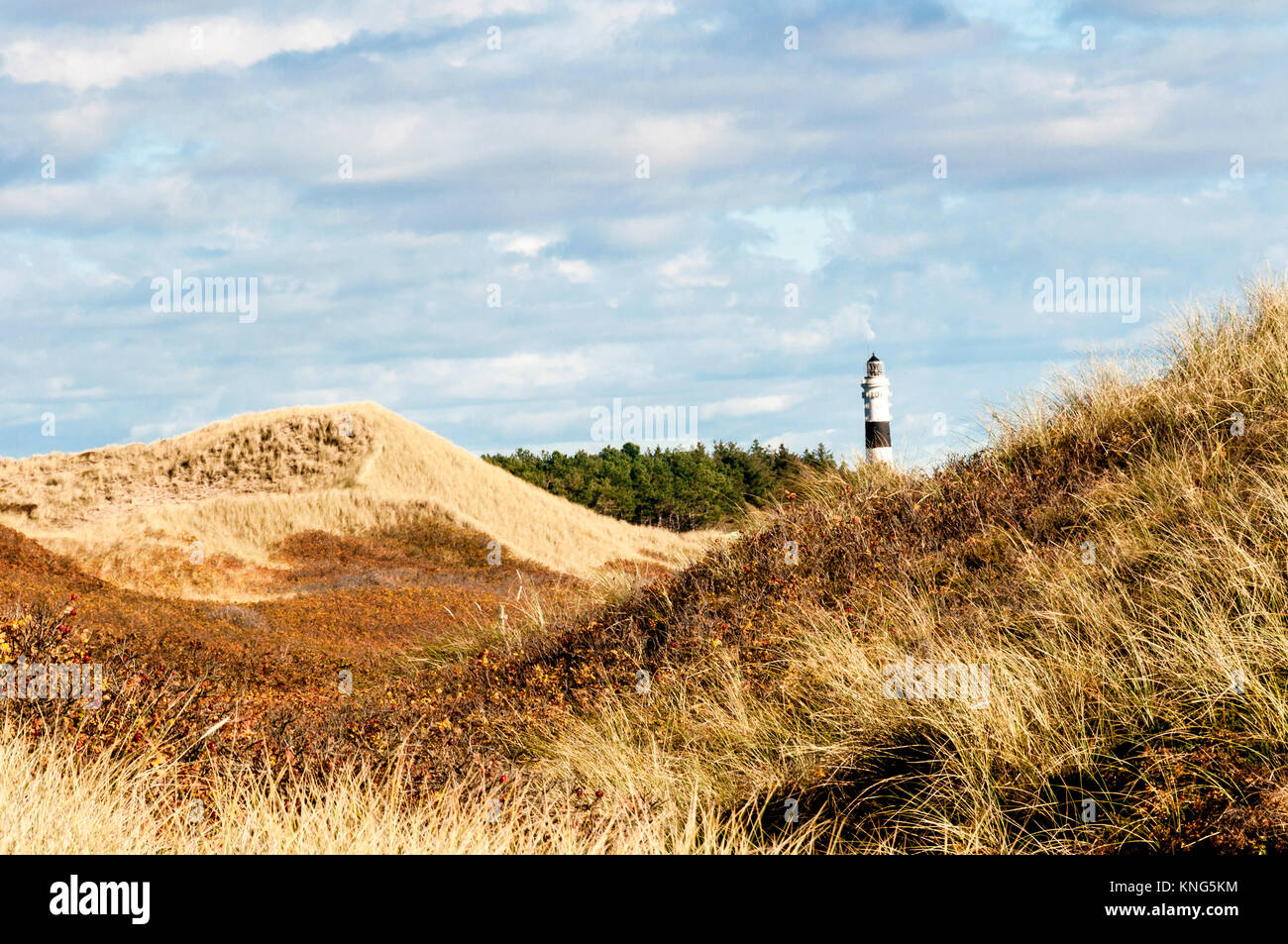 Dunes on the island of Sylt (Germany): Dünen auf Sylt Stock Photo - Alamy